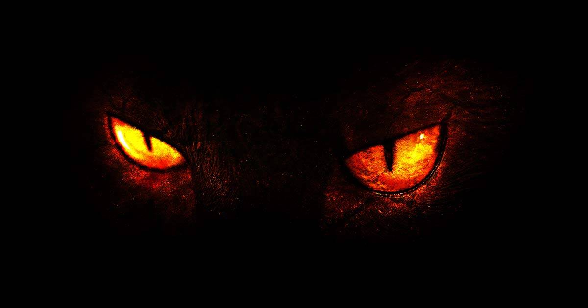 Catman - An Urban Legend - Puzzle Box Horror